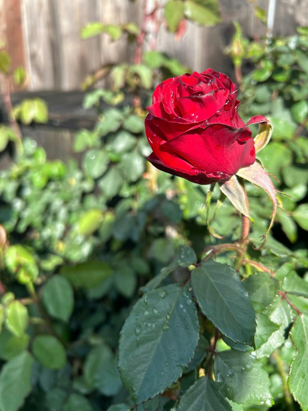Voodoo Hybrid Tea Rose | Colorful Rose Bush – Heirloom Roses