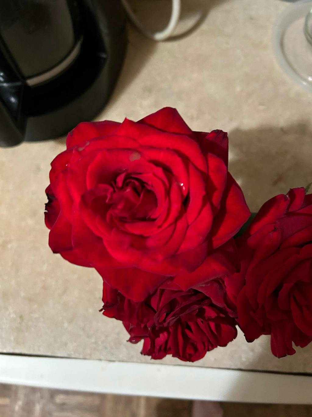 Voodoo Hybrid Tea Rose | Colorful Rose Bush – Heirloom Roses