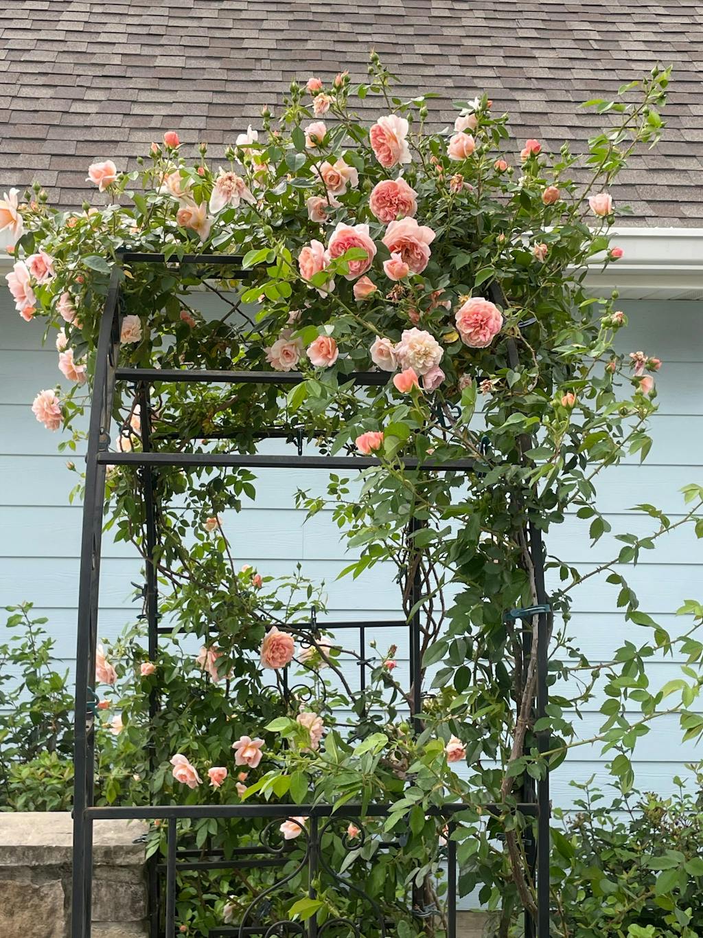 Colette Climbing Rose | Fragrant Rose Bush – Heirloom Roses