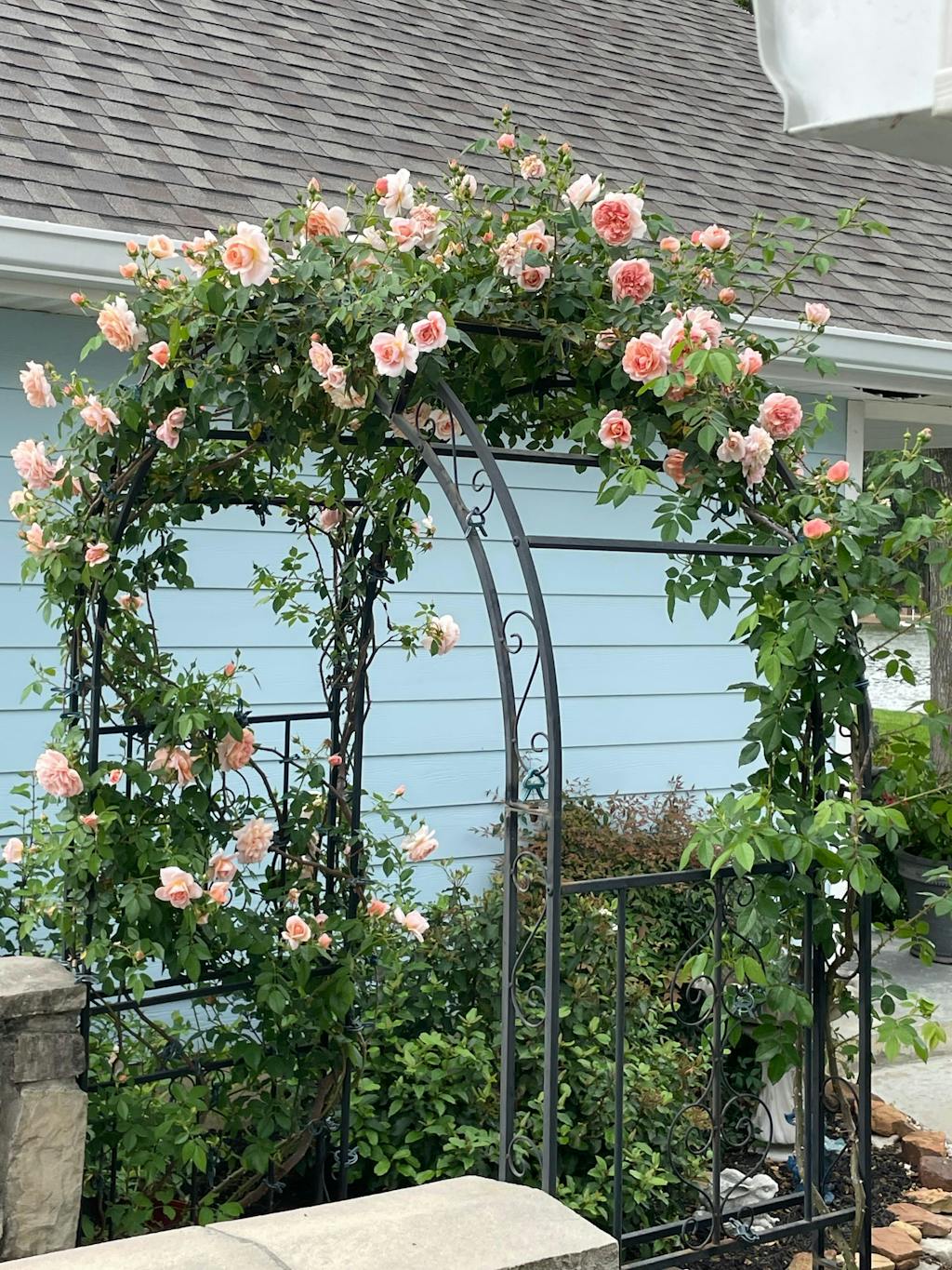 Colette Climbing Rose | Fragrant Rose Bush – Heirloom Roses