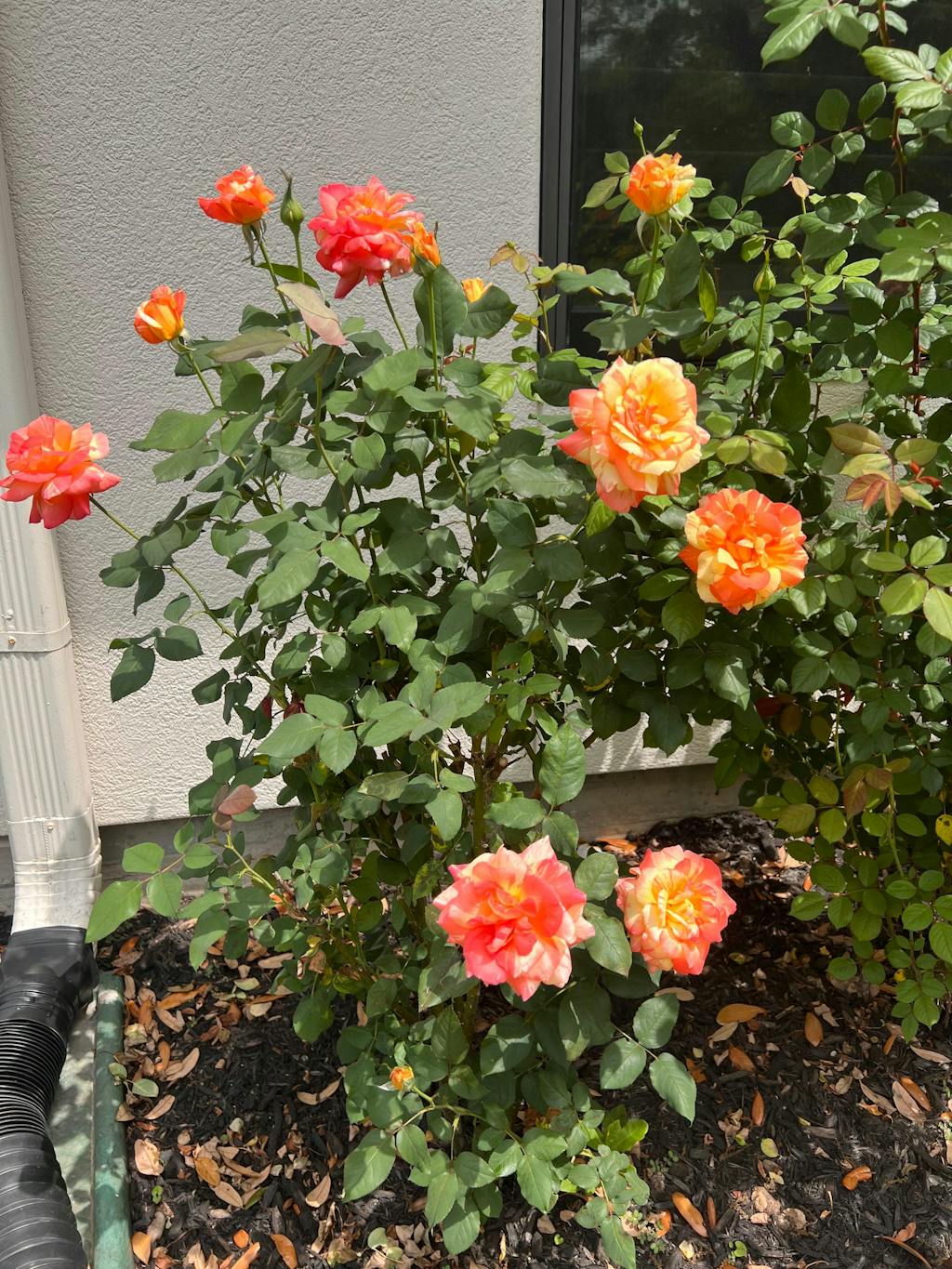 Oranges 'n' Lemons Shrub Rose | Colorful Rose Plant – Heirloom Roses