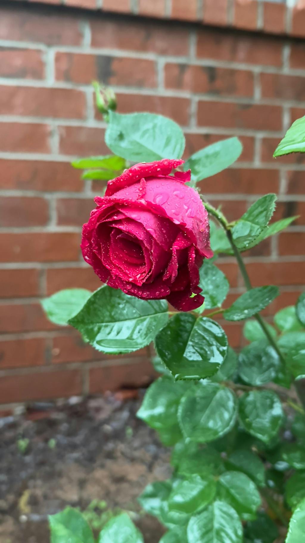 Sweet Spirit™ | Pink Grandiflora Rose Bush – Heirloom Roses