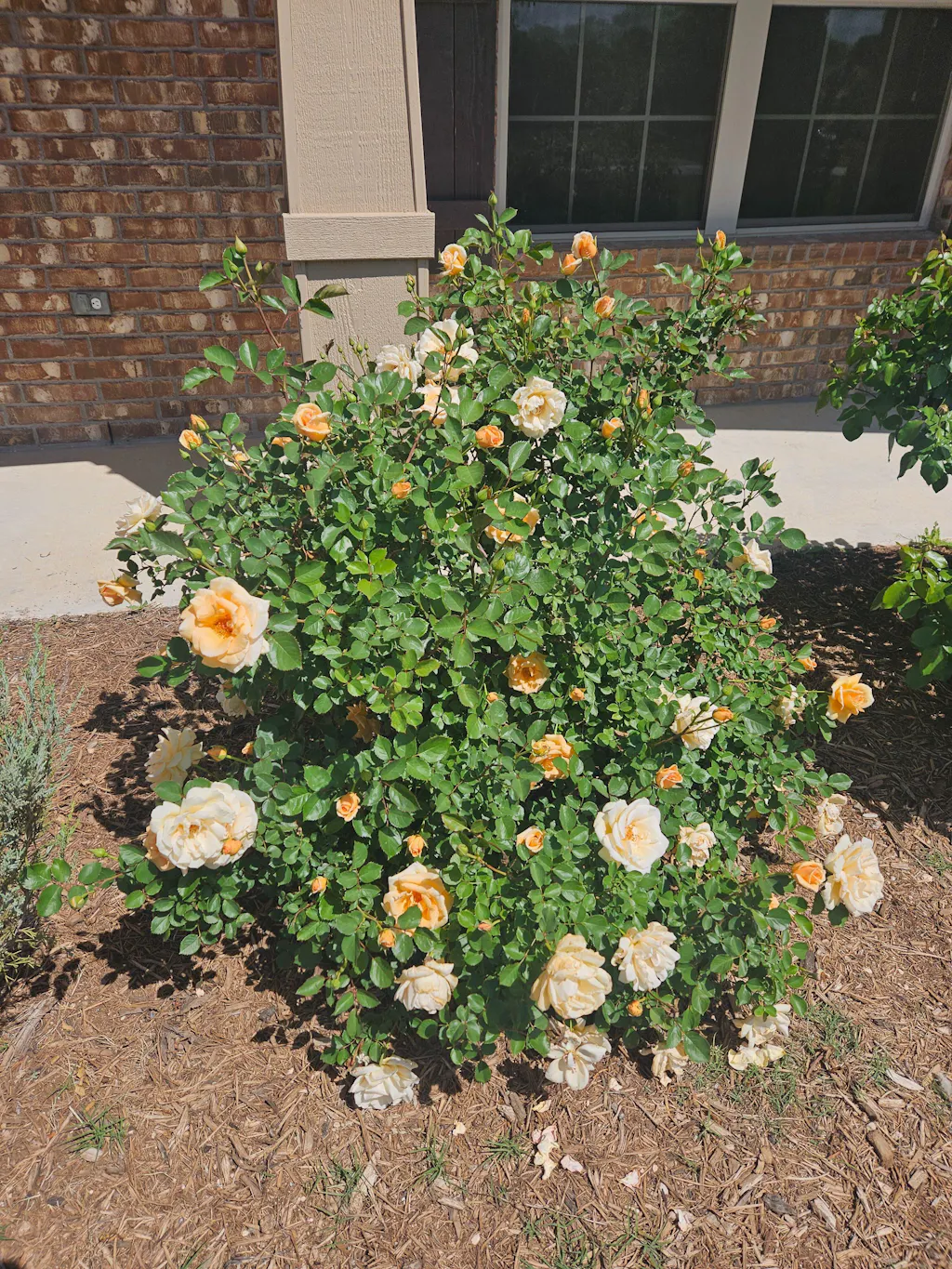 Winter Sunset Hardy Rose | Orange Rose Bush – Heirloom Roses