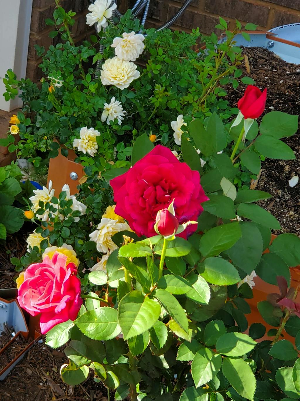 Chrysler Imperial Hybrid Tea Rose | Fragrant Rose Plant – Heirloom Roses