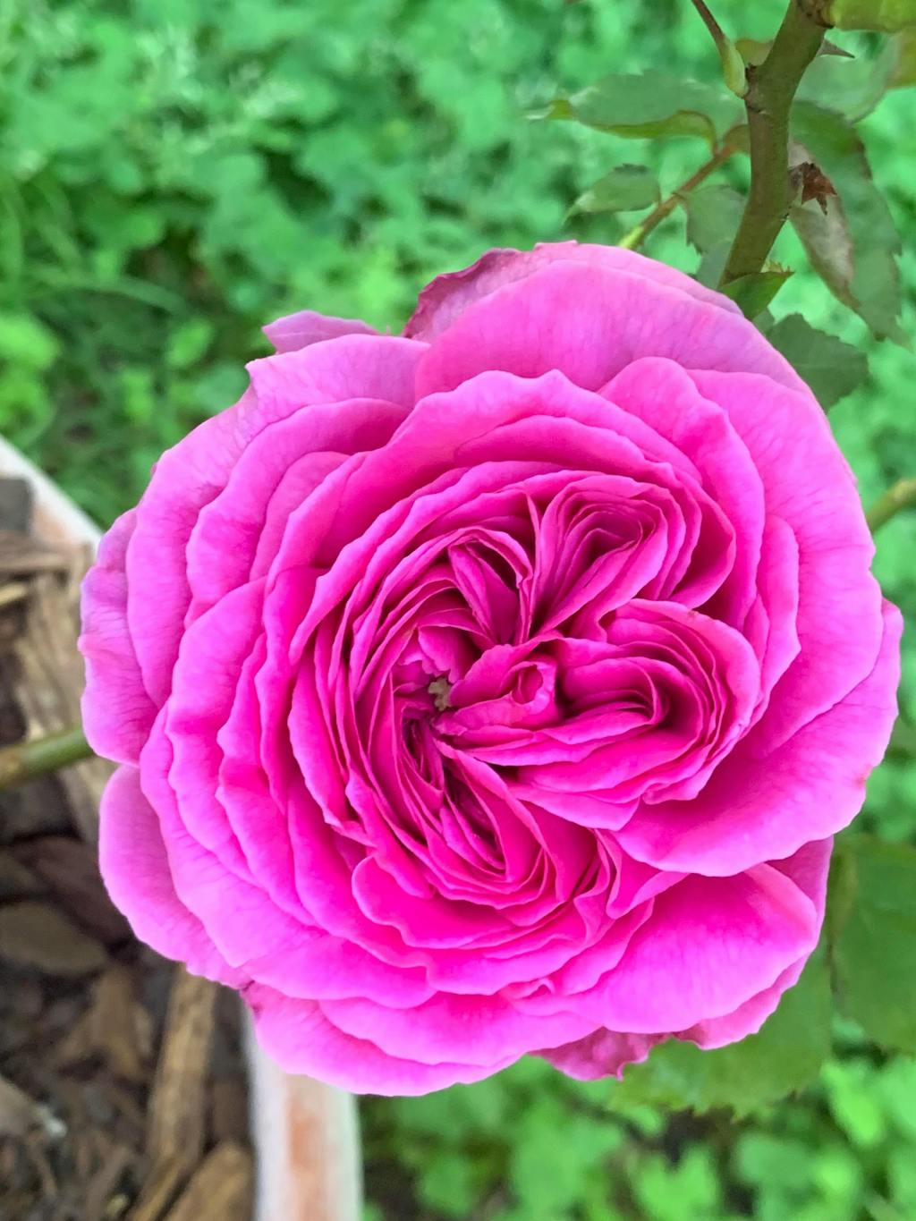 Mme Dubost Bourbons Rose | Fragrant Rose Plant – Heirloom Roses