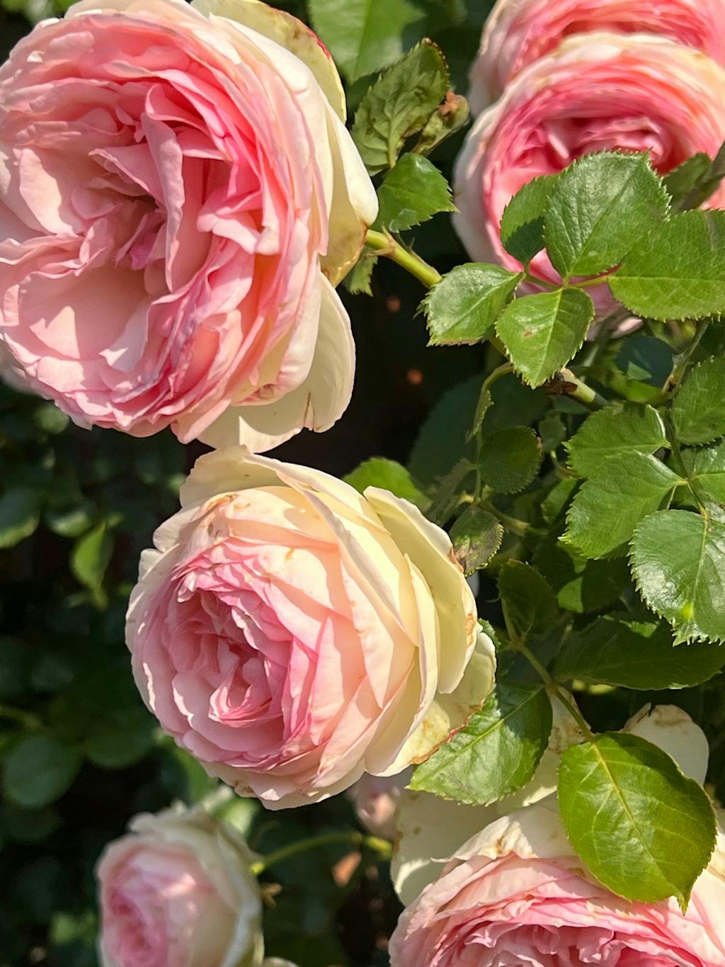 Eden Rose - Climbing Roses - Lightly Fragrant – Heirloom Roses