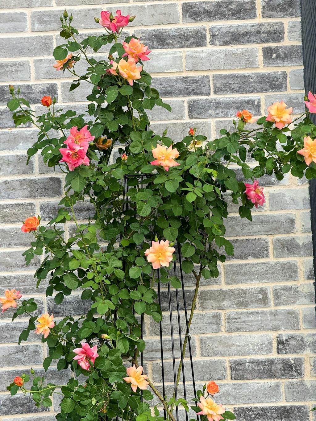 Joseph's Coat Rose - Climbing Roses - Lightly Fragrant – Heirloom Roses