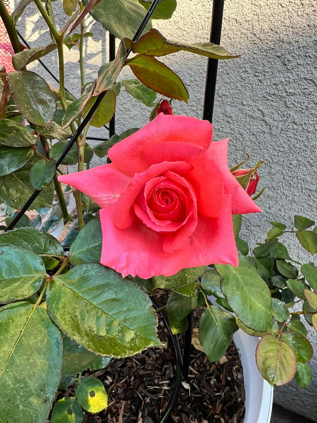 America Climbing Rose | Fragrant Rose Plant – Heirloom Roses