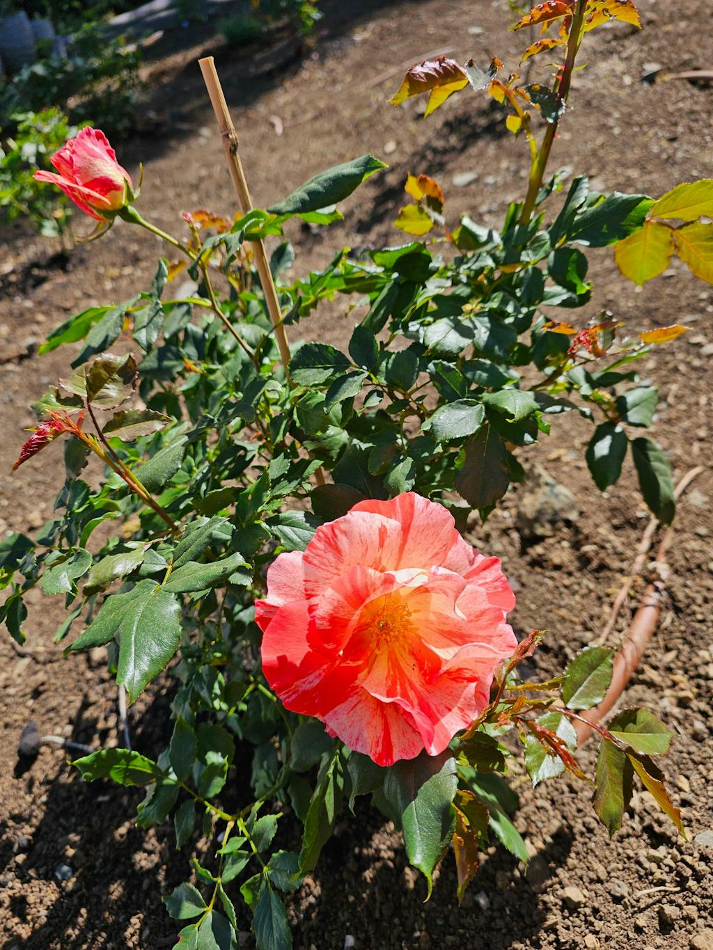 Grimaldi® | Colorful Floribunda Rose Bush – Heirloom Roses