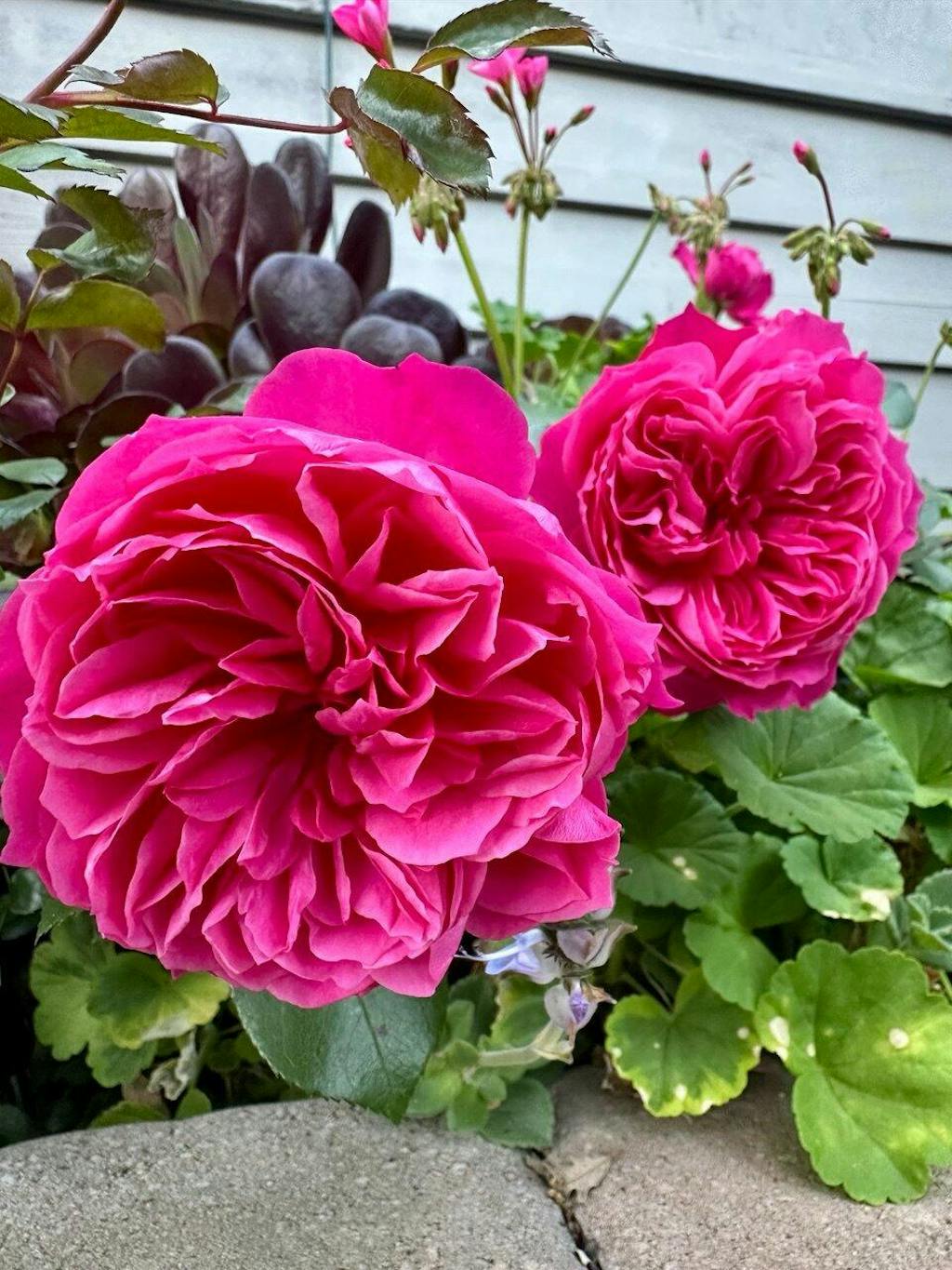 Flamenco Rosita Shrub Rose | Pink Rose Plant – Heirloom Roses