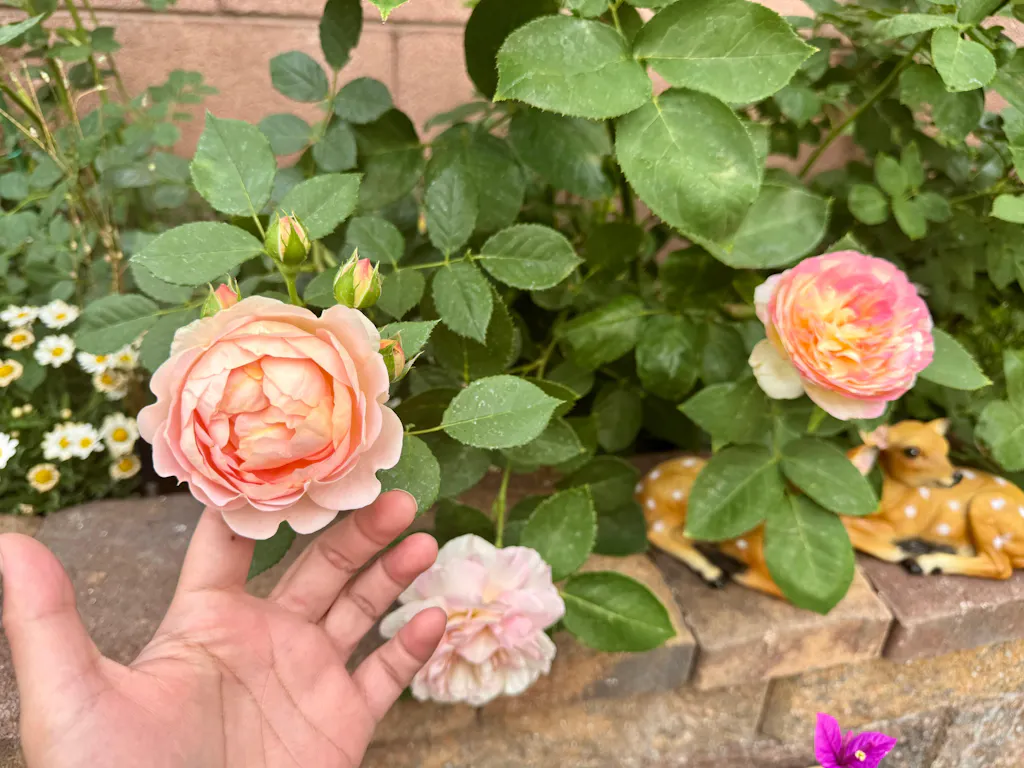 Lady Of Shalott – Heirloom Roses