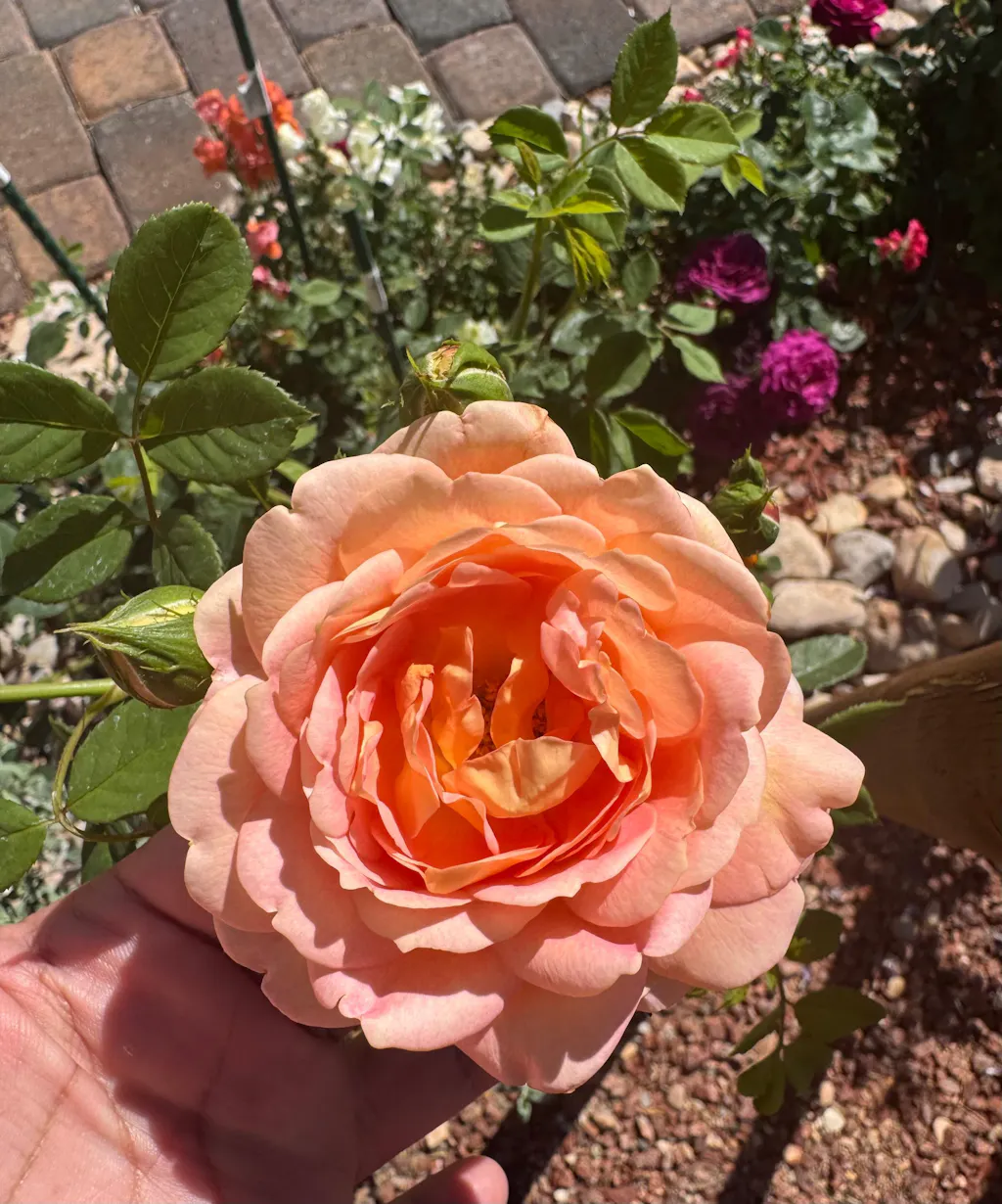 Lady Of Shalott – Heirloom Roses