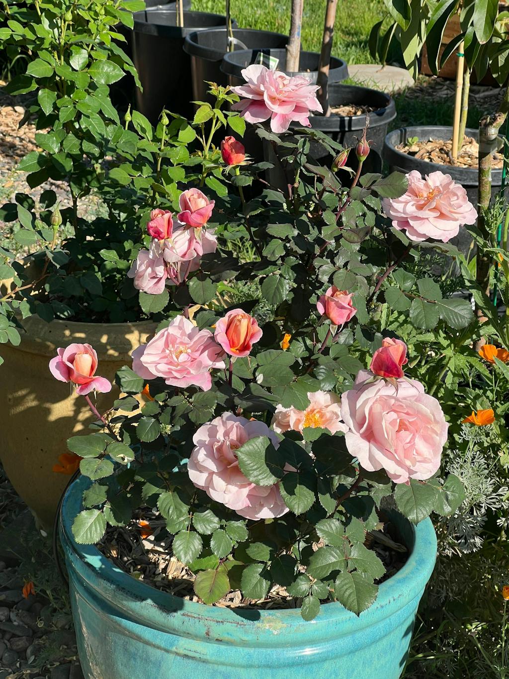 Distant Drums Rose - Hardy - Moderately Fragrant – Heirloom Roses