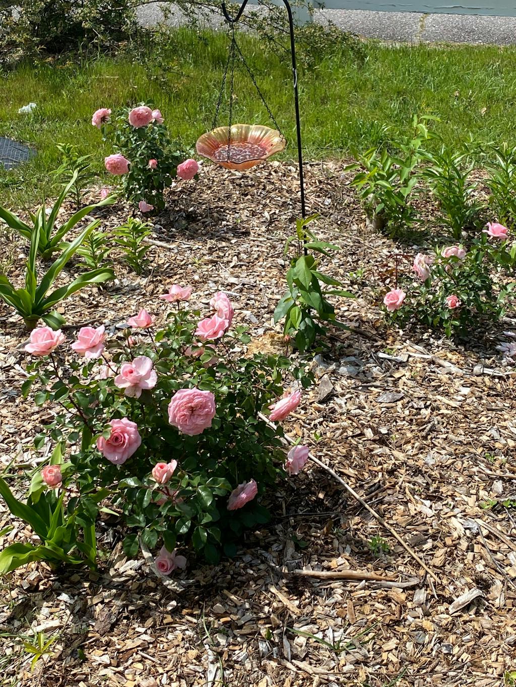 Sunbelt Savannah Hybrid Tea Rose | Fragrant Rose Plant – Heirloom Roses