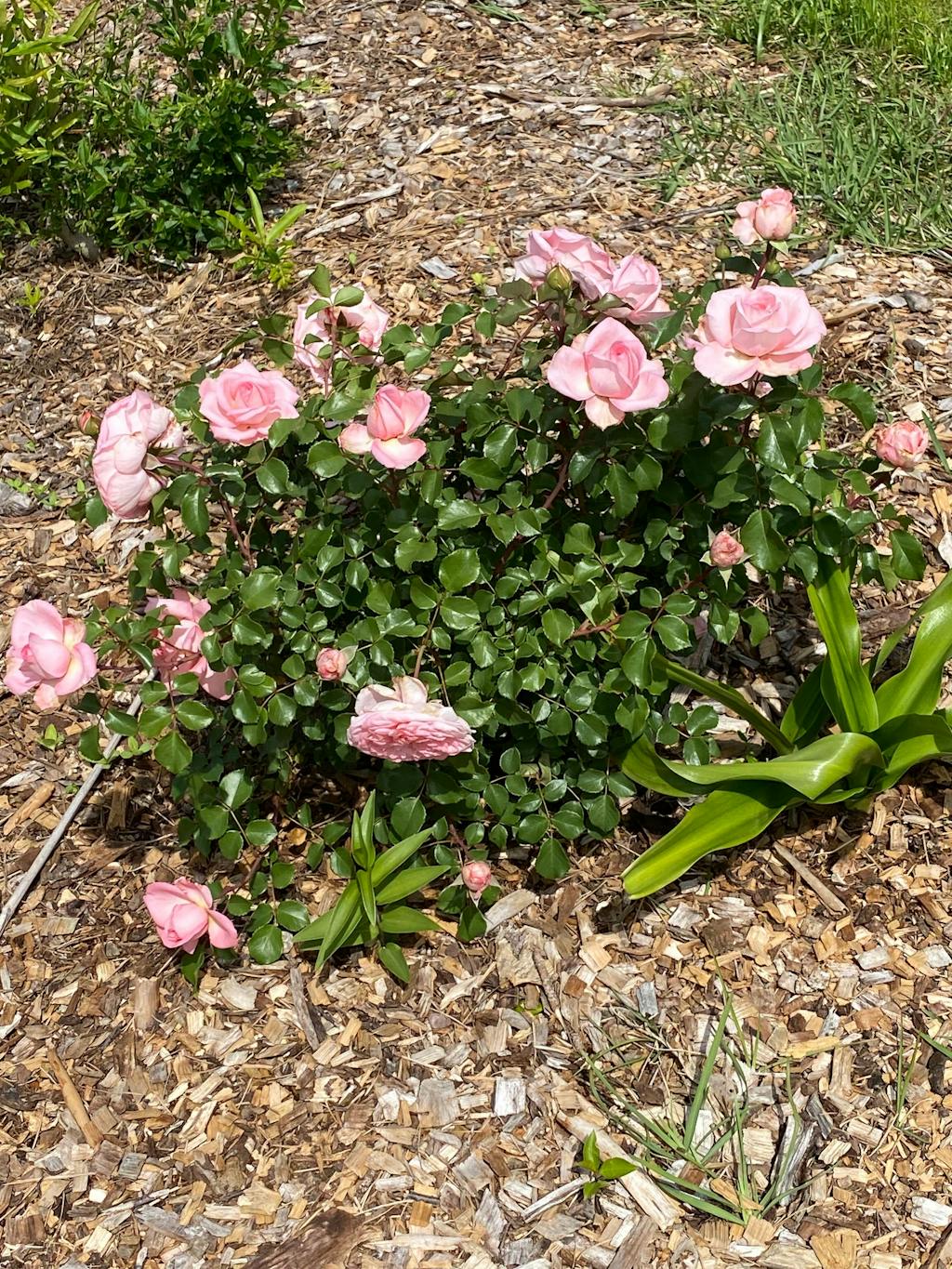 Sunbelt Savannah Hybrid Tea Rose | Fragrant Rose Plant – Heirloom Roses
