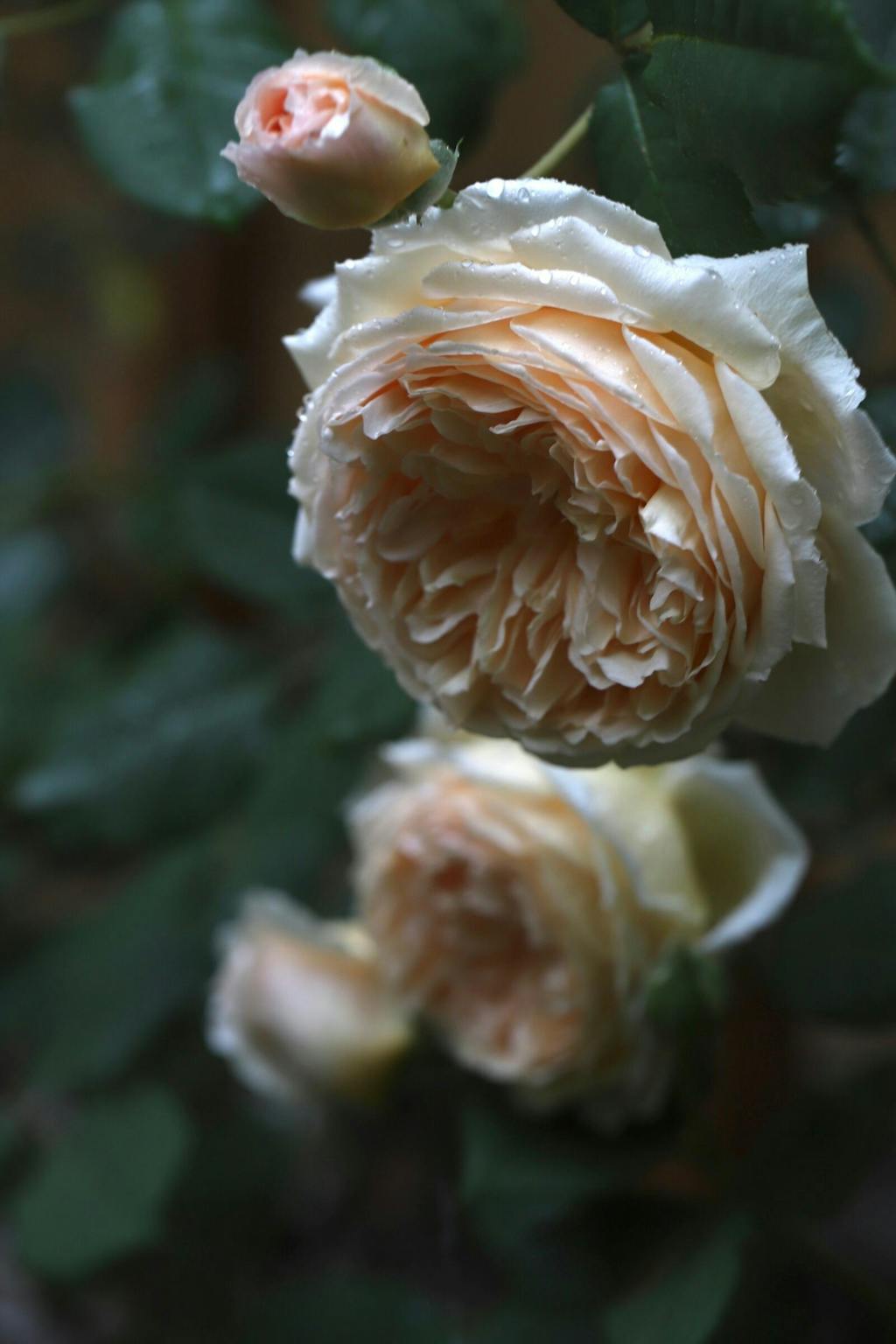 Crown Princess MargaretaEnglish Climbing Rose | Fragrant Rose Bush ...