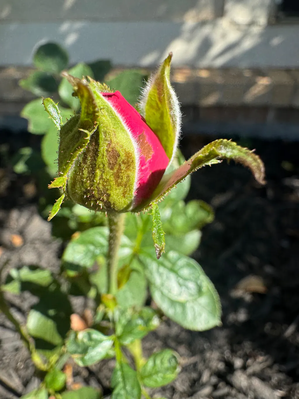 Perfume Factory Hybrid Tea Rose | Fragrant Rose Plant – Heirloom