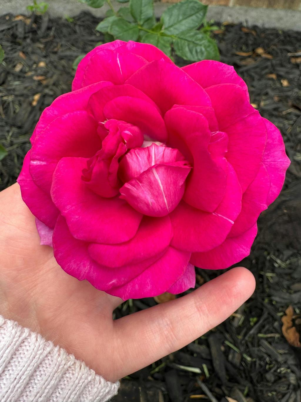 Perfume Factory Hybrid Tea Rose | Fragrant Rose Plant – Heirloom Roses