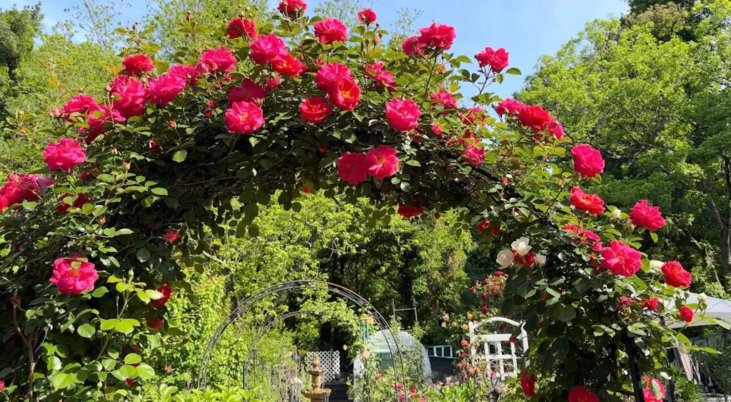 Highwire Flyer Climbing Rose | Pink Rose Bush – Heirloom Roses