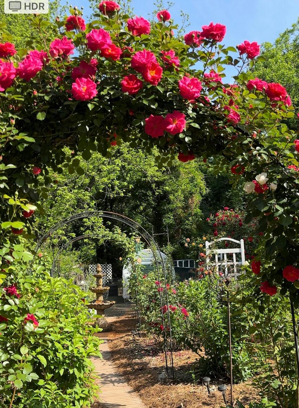 Highwire Flyer Climbing Rose | Pink Rose Bush – Heirloom Roses