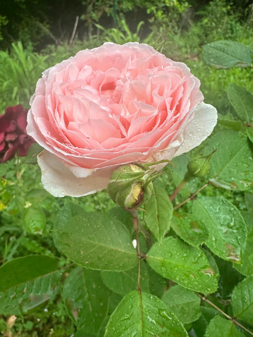 Alchymist Climbing Rose | Fragrant Rose Bush – Heirloom Roses