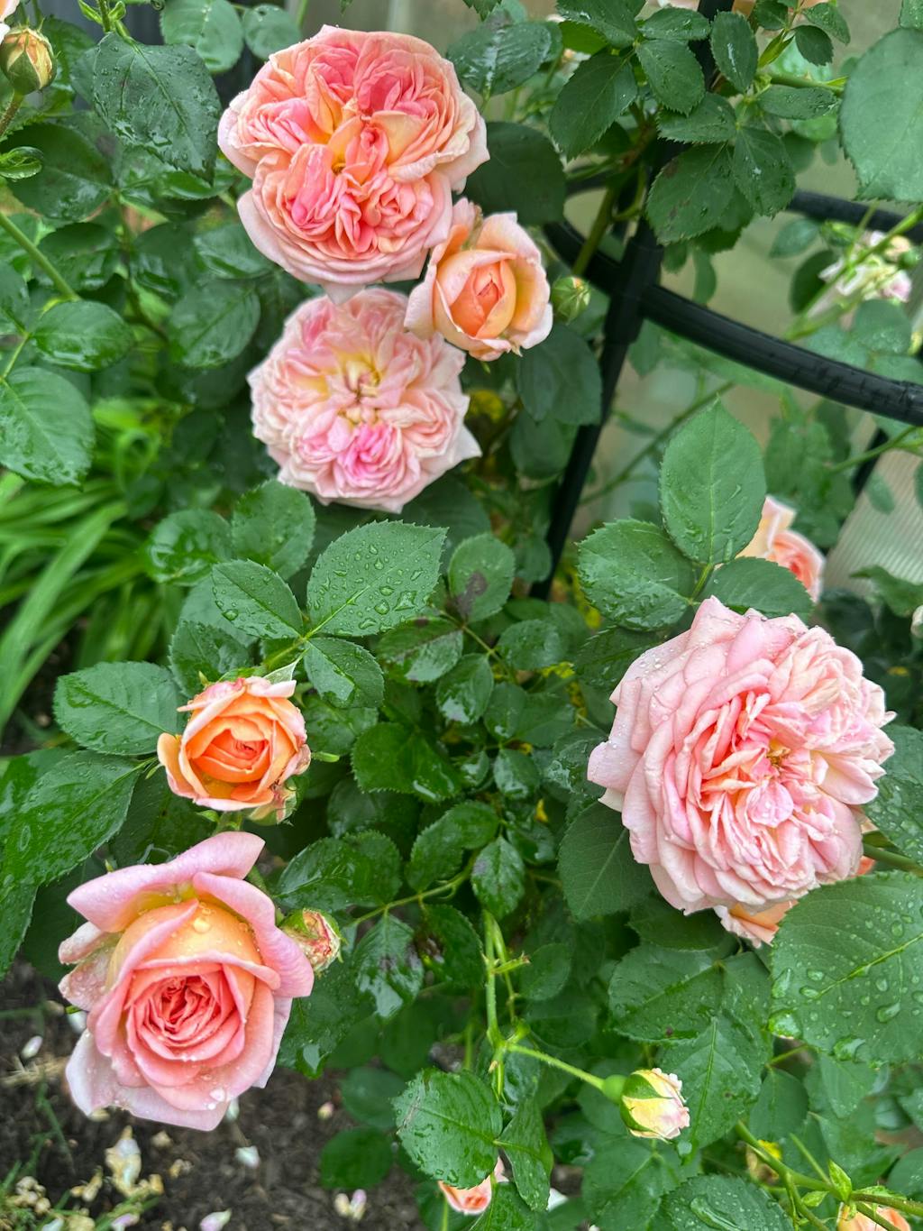 Alchymist Climbing Rose | Fragrant Rose Bush – Heirloom Roses