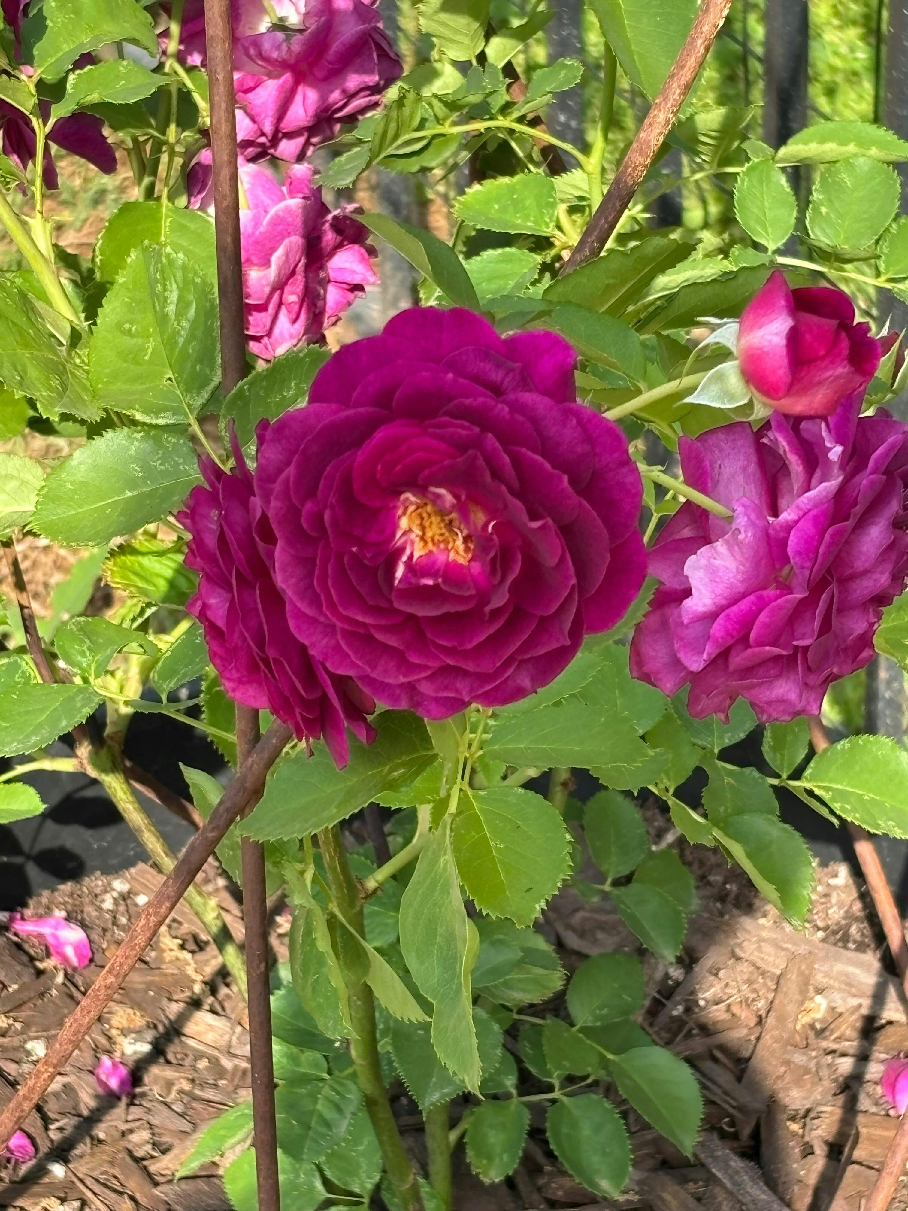 Ebb Tide Rose - Floribunda - Exceptionally Fragrant – Heirloom Roses
