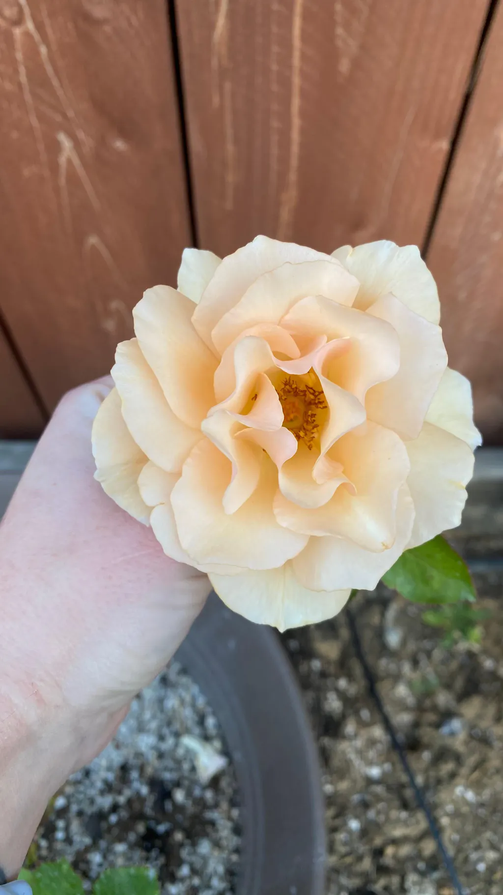 Winter Sunset Hardy Rose | Orange Rose Bush – Heirloom Roses