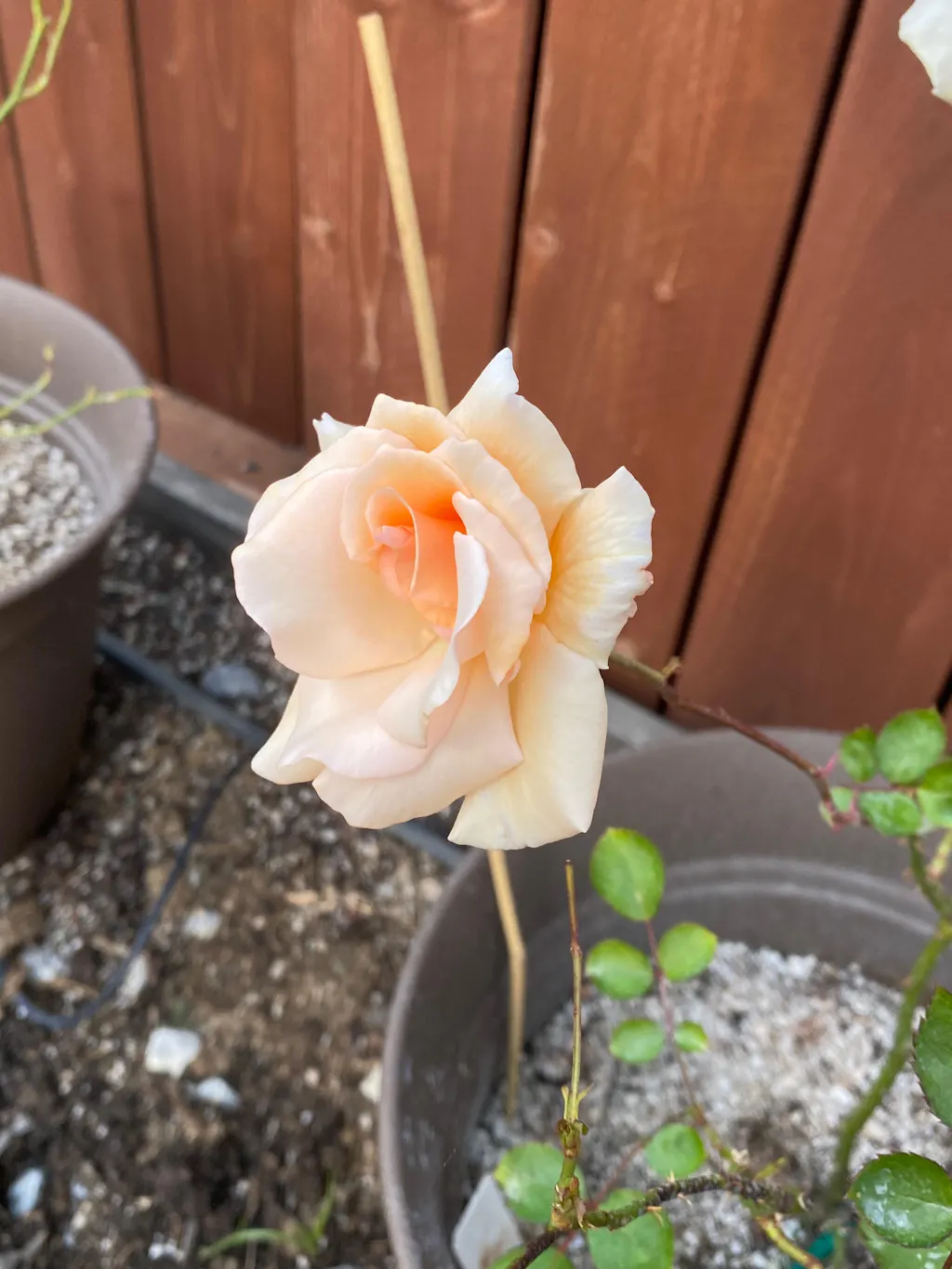 Winter Sunset Hardy Rose | Orange Rose Bush – Heirloom Roses