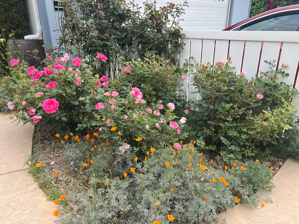 Carefree Wonder Rose - Landscape - Lightly Fragrant – Heirloom Roses