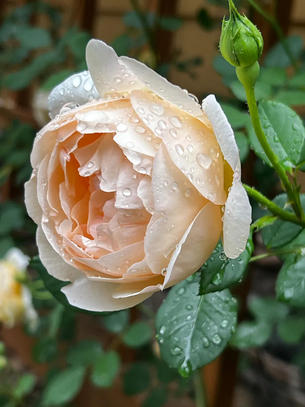 Wollerton Old Hall Rose - David Austin - Very Fragrant – Heirloom Roses