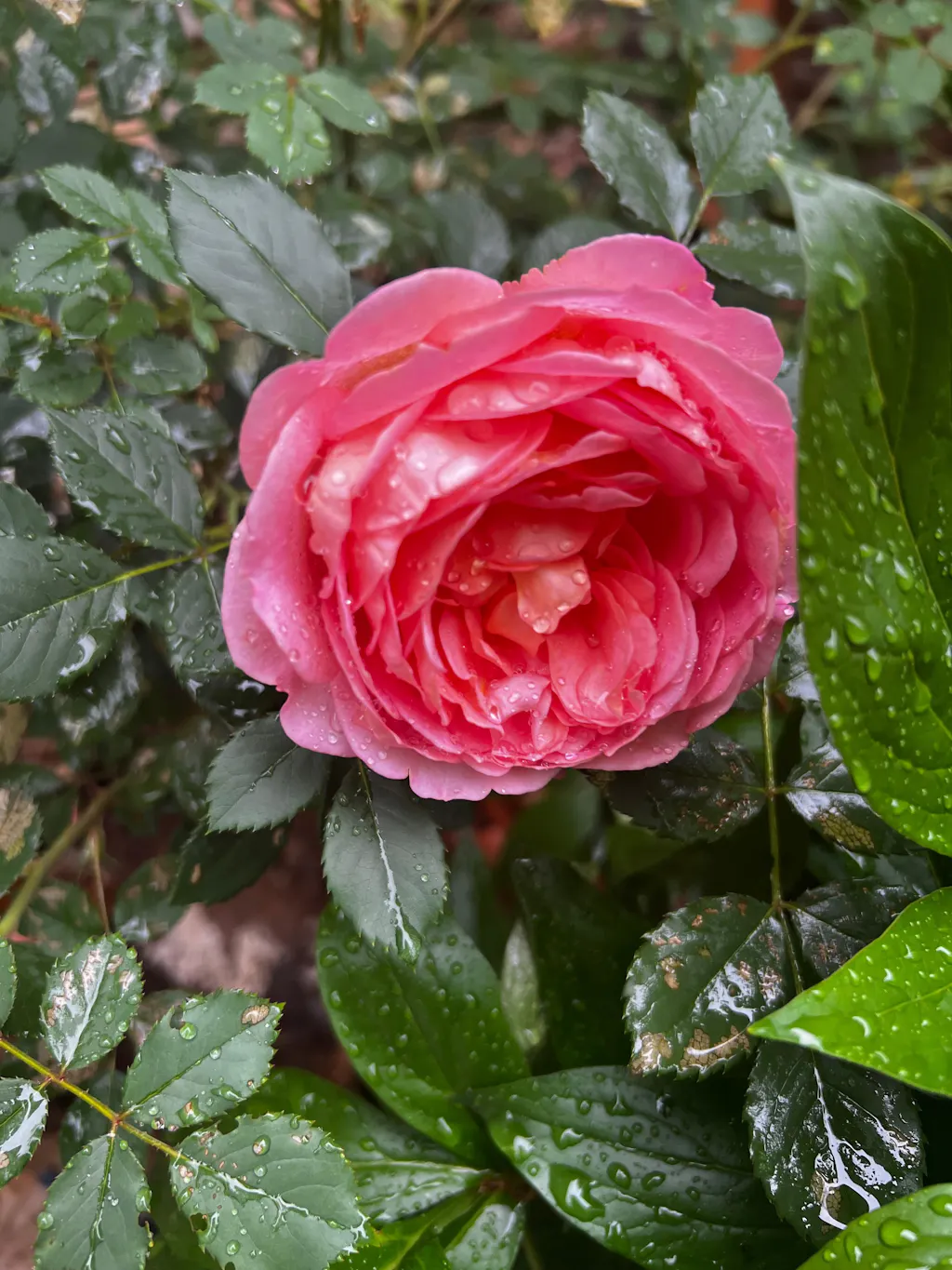 Lady Of Shalott – Heirloom Roses