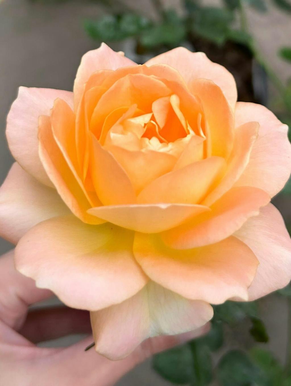 Jump For Joy Floribunda Rose | Pink Rose Bush – Heirloom Roses