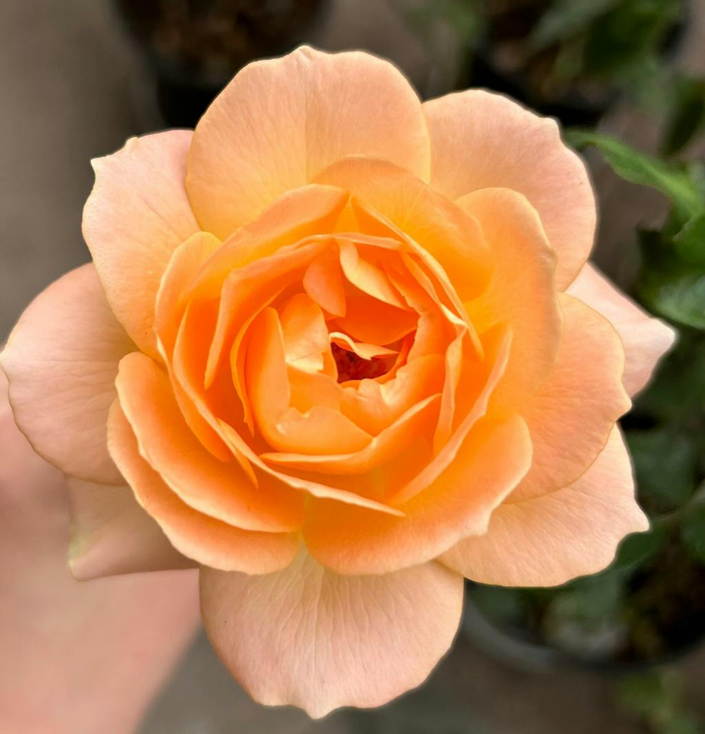 Jump For Joy Floribunda Rose | Pink Rose Bush – Heirloom Roses