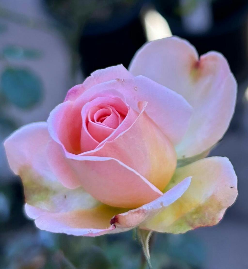 Jump For Joy Floribunda Rose | Pink Rose Bush – Heirloom Roses