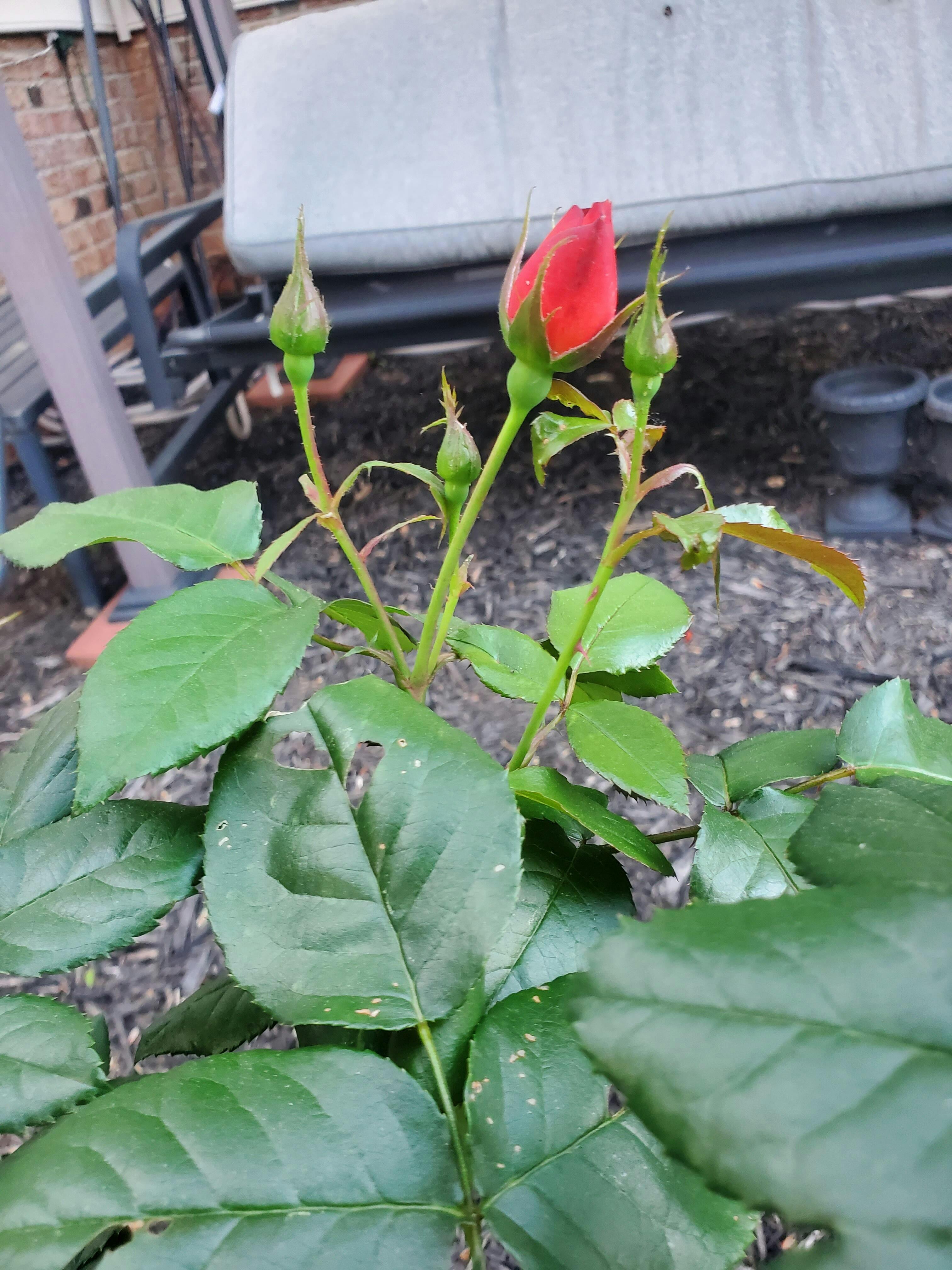 Hot Cocoa Rose - Shrub - Moderately Fragrant – Heirloom Roses