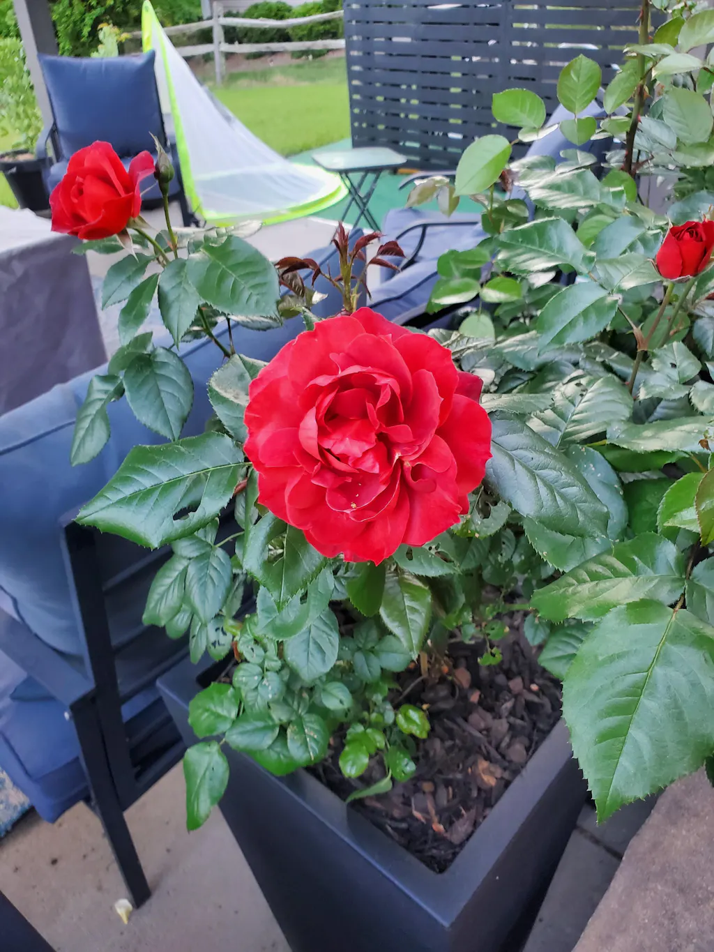 Hot Cocoa Rose - Shrub - Moderately Fragrant – Heirloom Roses