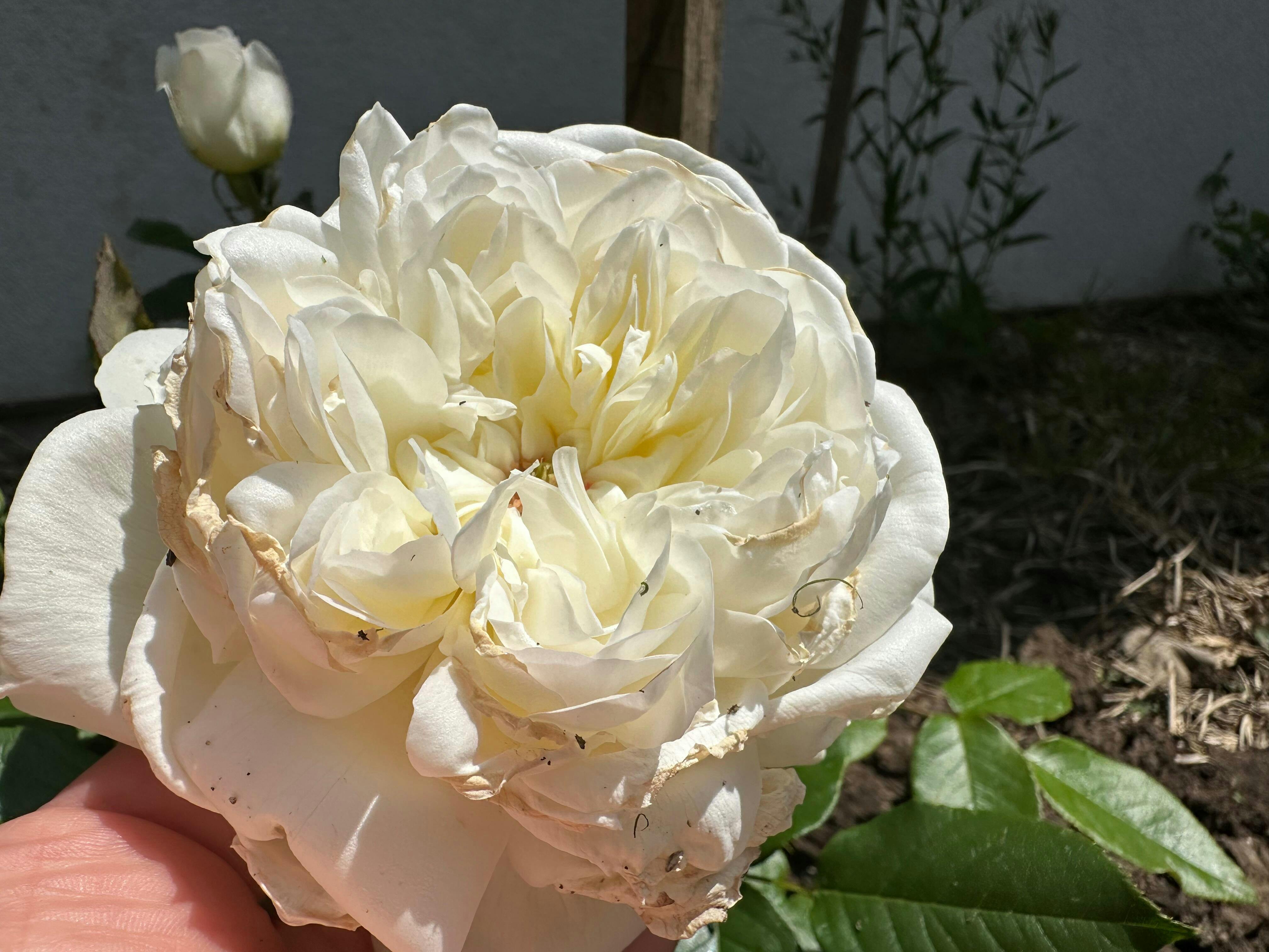 Perpetually Yours Rose - English Legend - Moderately Fragrant ...