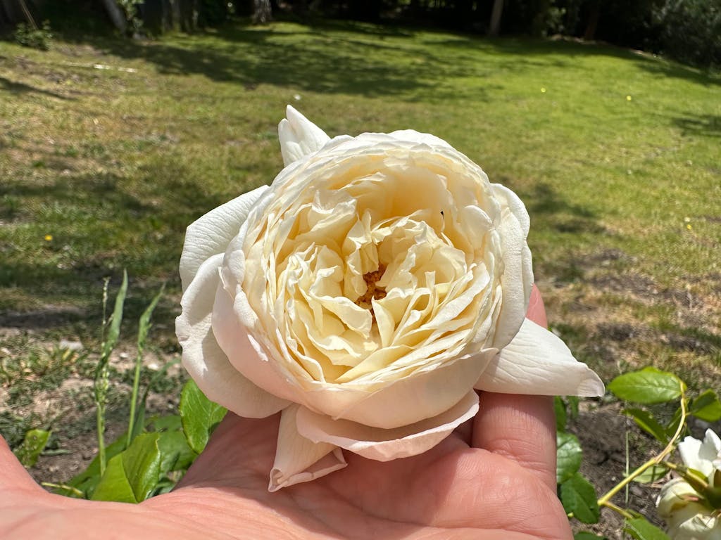 Perpetually Yours Rose - English Legend - Moderately Fragrant ...