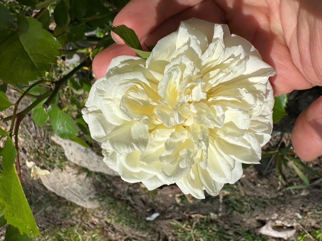 Perpetually Yours Rose - English Legend - Moderately Fragrant ...