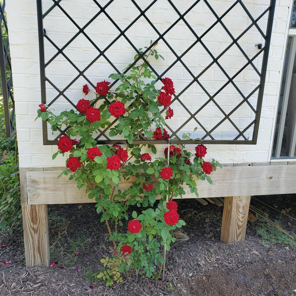 Lady In Red™ | Red Climbing Roses Rose Bush – Heirloom Roses