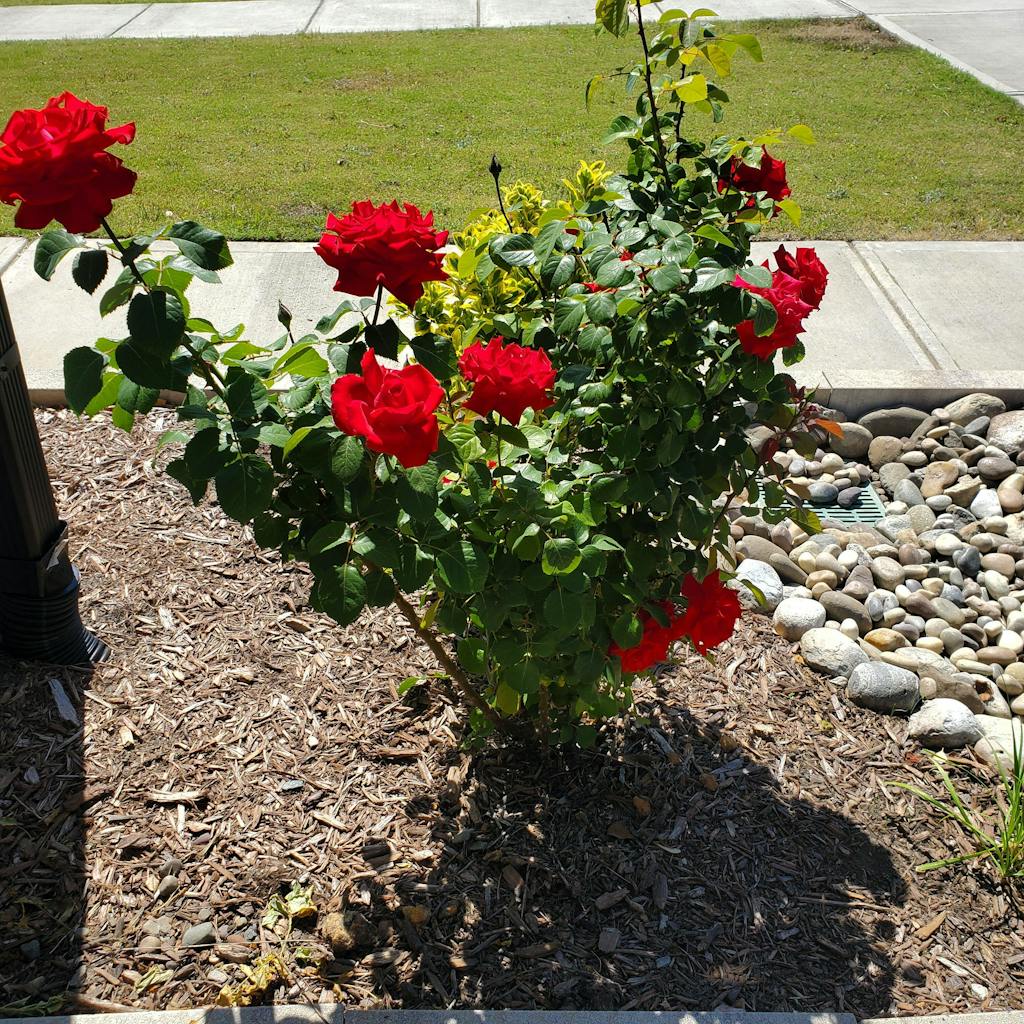 Smokin Hot Hybrid Tea Rose | Colorful Rose Bush – Heirloom Roses