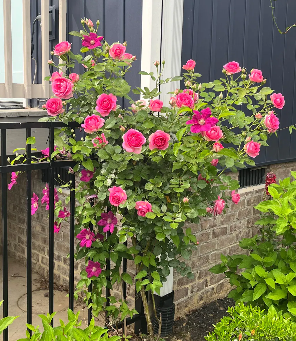 Pretty In Pink Eden Rose - Climbing Roses - Lightly Fragrant – Heirloom ...