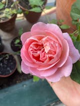 April Love Rose - Shrub - Exceptionally Fragrant – Heirloom Roses