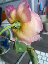 April Love Rose - Shrub - Exceptionally Fragrant – Heirloom Roses