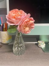 April Love Rose - Shrub - Exceptionally Fragrant – Heirloom Roses