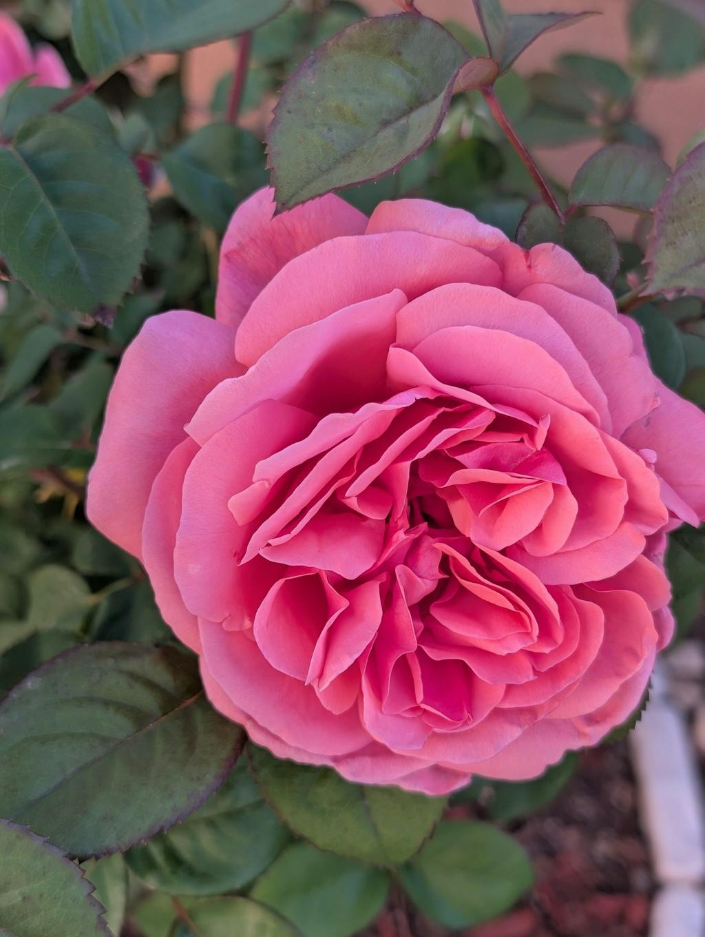 Dee-Lish® | Pink Hybrid Tea Rose Bush – Heirloom Roses