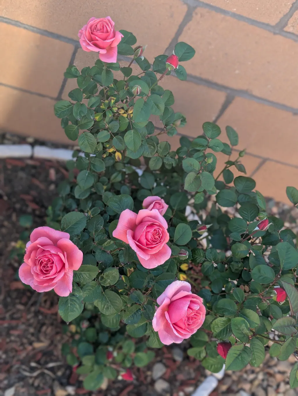 Dee-Lish® | Pink Hybrid Tea Rose Bush – Heirloom