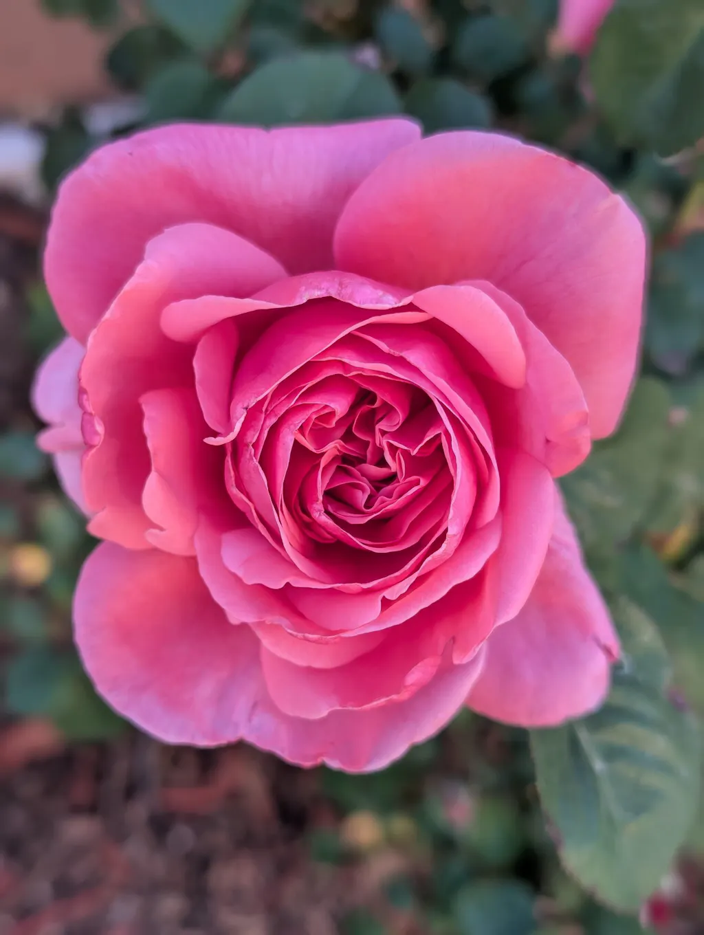 Dee-Lish® | Pink Hybrid Tea Rose Bush – Heirloom