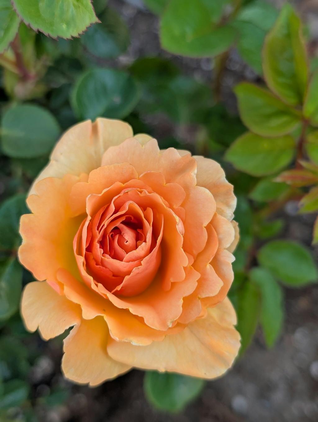 Welsh Gold Hybrid Tea Rose | Fragrant Rose Plant – Heirloom Roses